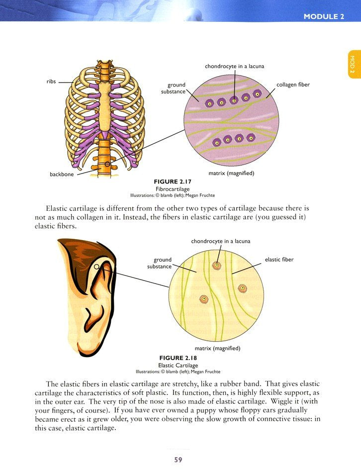 Apologia Exploring Creation with Advanced Biology: The Human Body ...