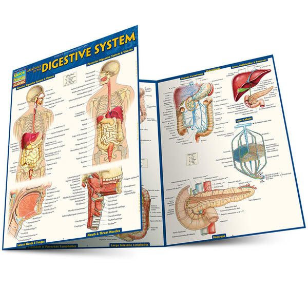 Quick Study Anatomy of the Digestive System | R.O.C.K. Solid Home ...